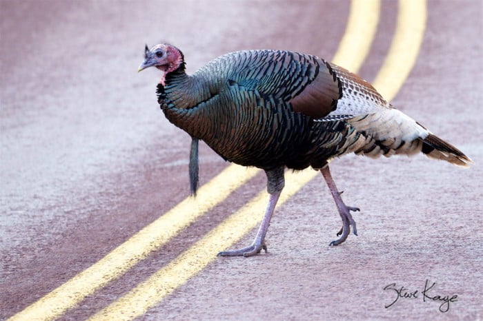 Why did the turkey cross the road leads to useful insights